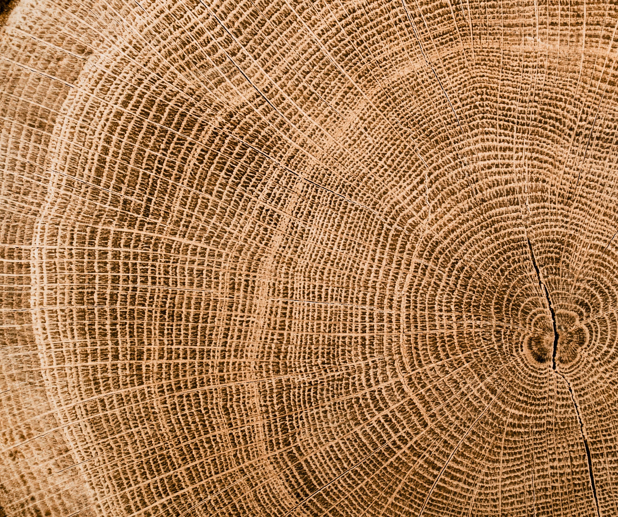 4 facts why wood provides life, both literally and metaphorically